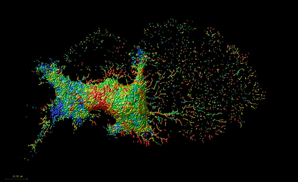 Virology | Scientific Volume Imaging