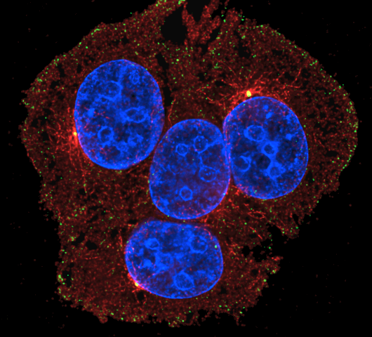 Cell Biology | Scientific Volume Imaging