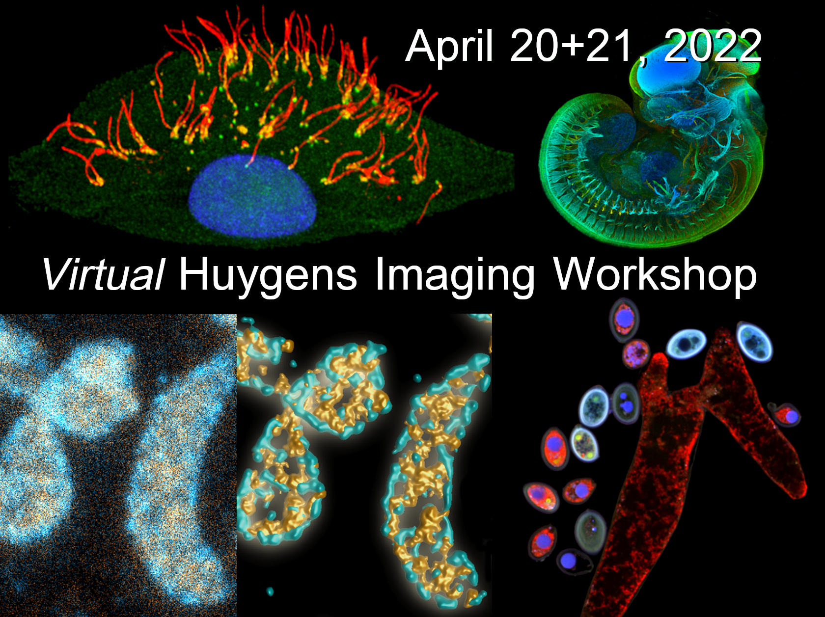 HomePage | Scientific Volume Imaging