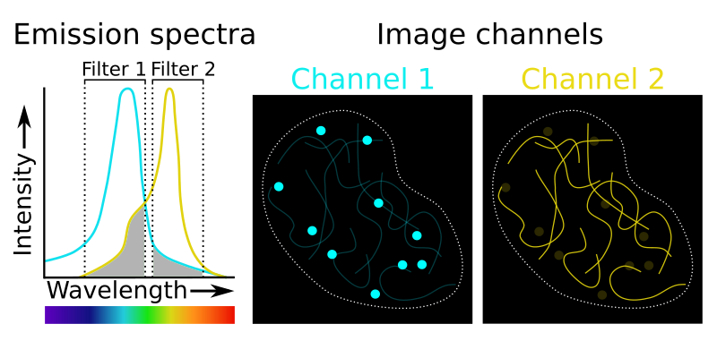 Crosstalk Corrector Support | Scientific Volume Imaging